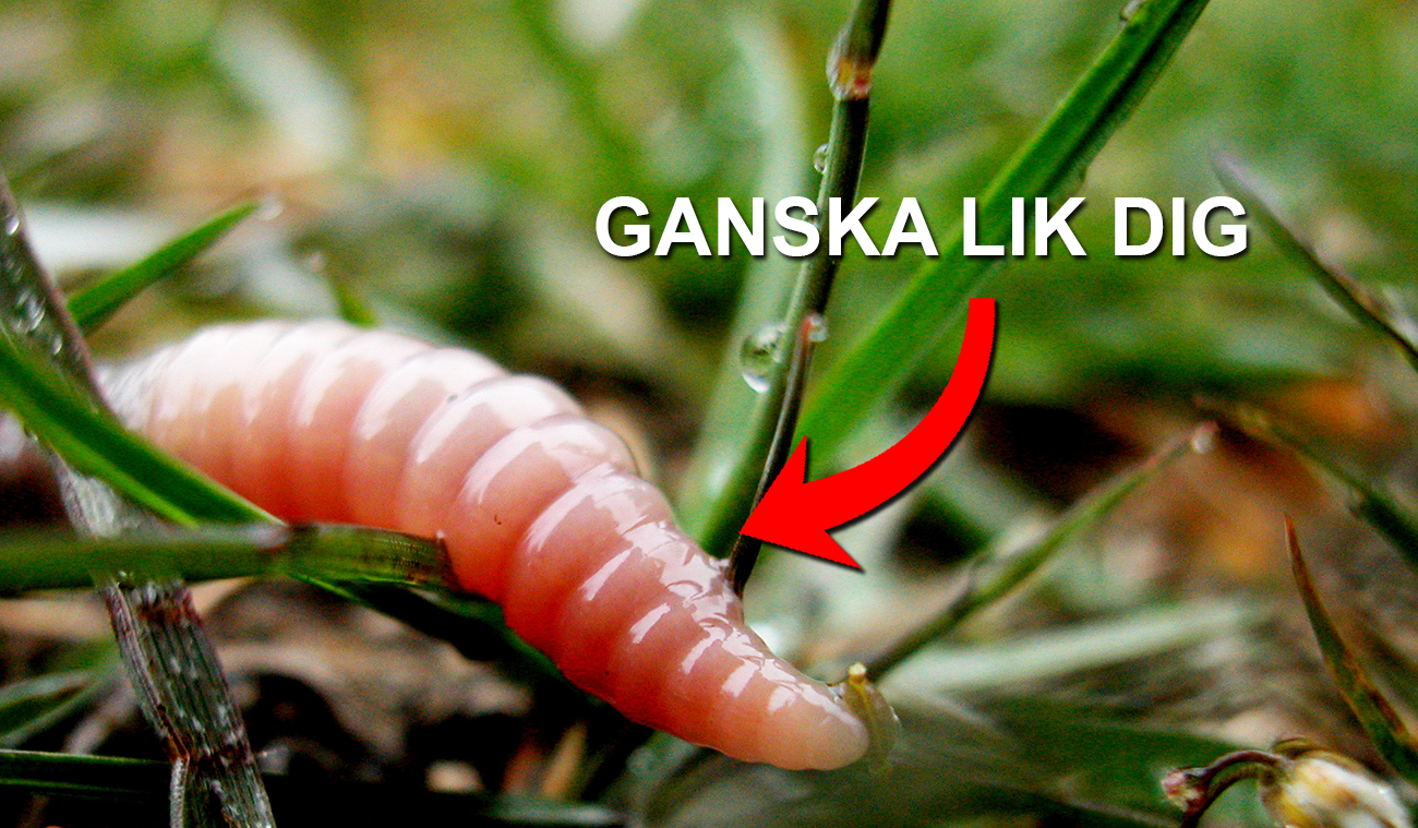 Nyheter, artiklar och inslag som handlar om maskar - Nyheter24