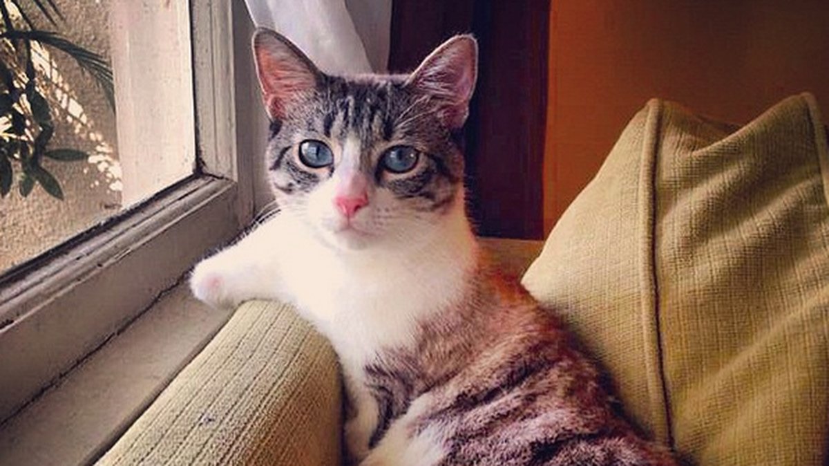 Den här lilla katten har inga framben – är det gulligaste någonsin