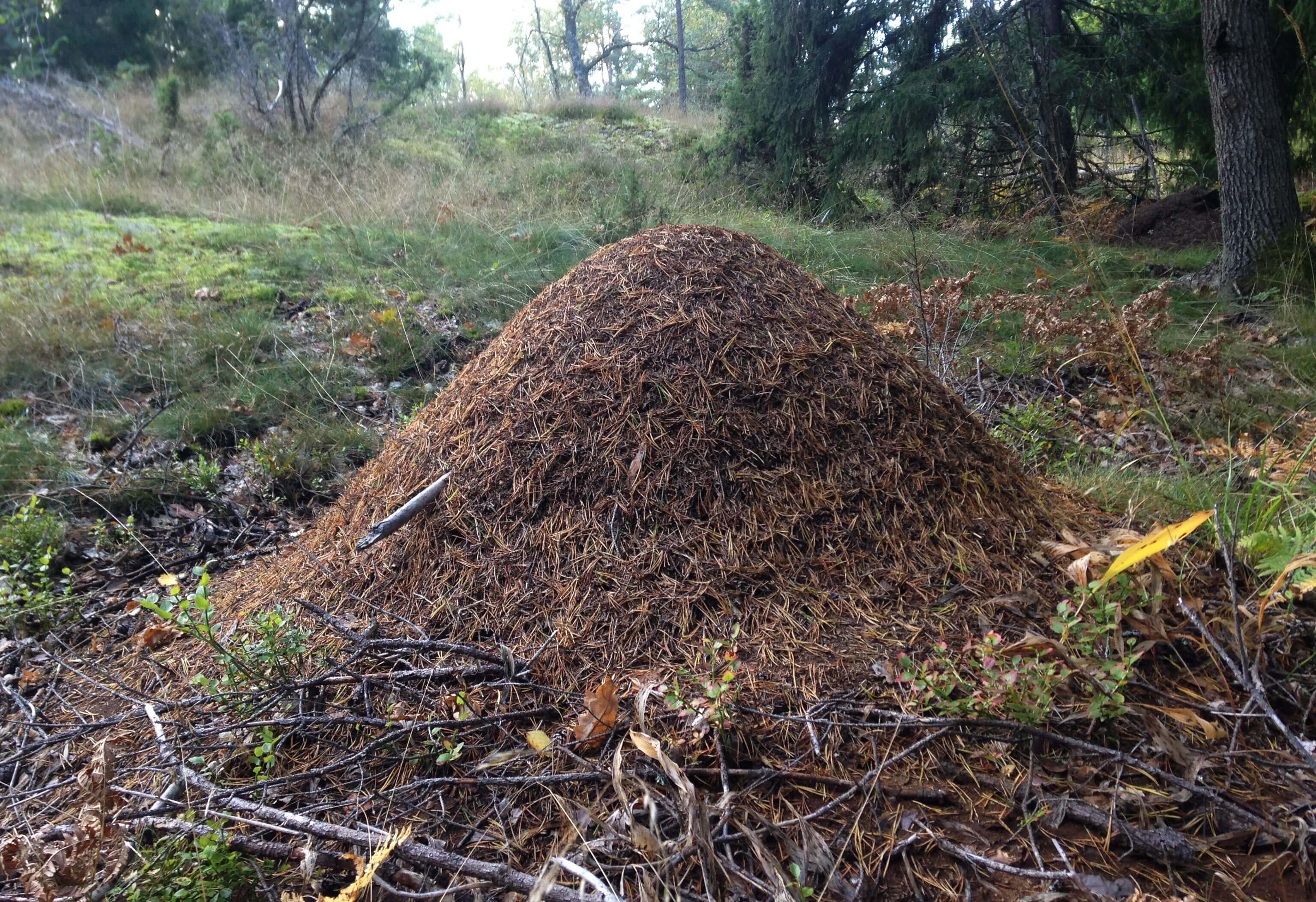 Stora och små – här är bilder på världens 18 farligaste djur