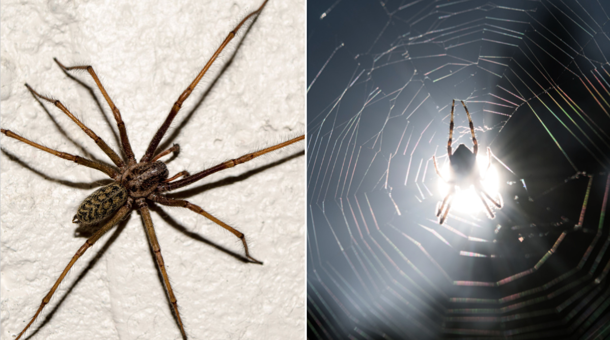 Därför ser du så många spindlar just nu – och här gömmer de sig
