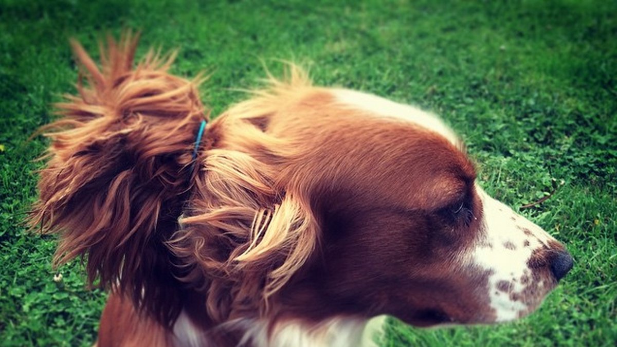 19 hundar som rockar dog buns bättre än alla man buns där ute