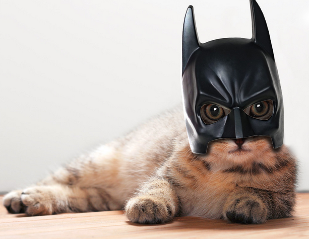Batcat gör internetsuccé