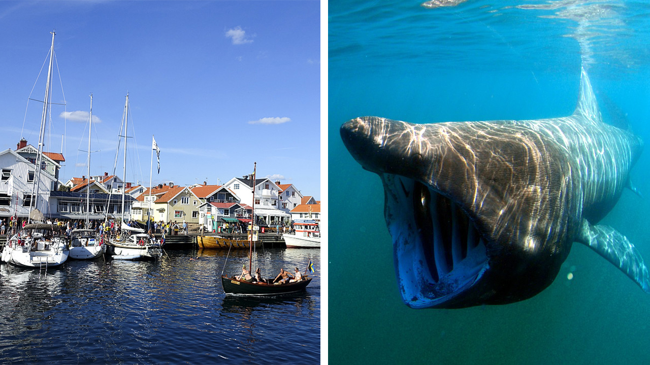 Gigantisk haj kan dyka upp på västkusten i sommar