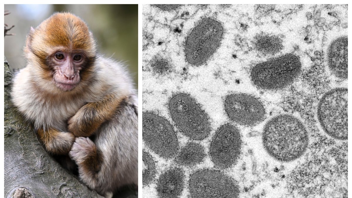 Regeringen: Apkoppor klassas som allmänfarlig sjukdom