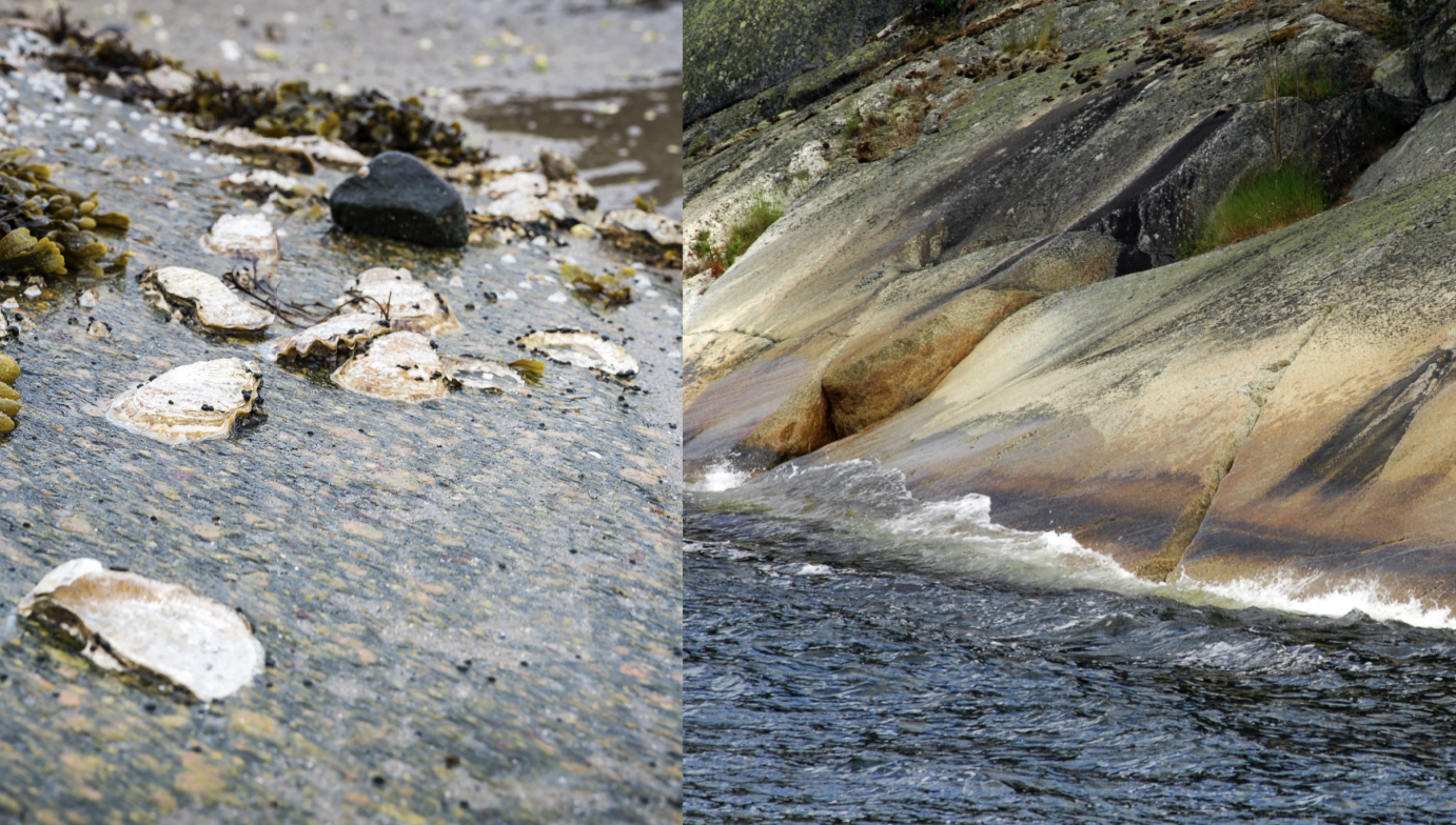 Ostron från Stilla havet tar över på västkusten