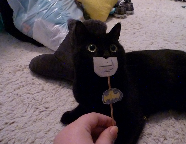 Batcat gör internetsuccé