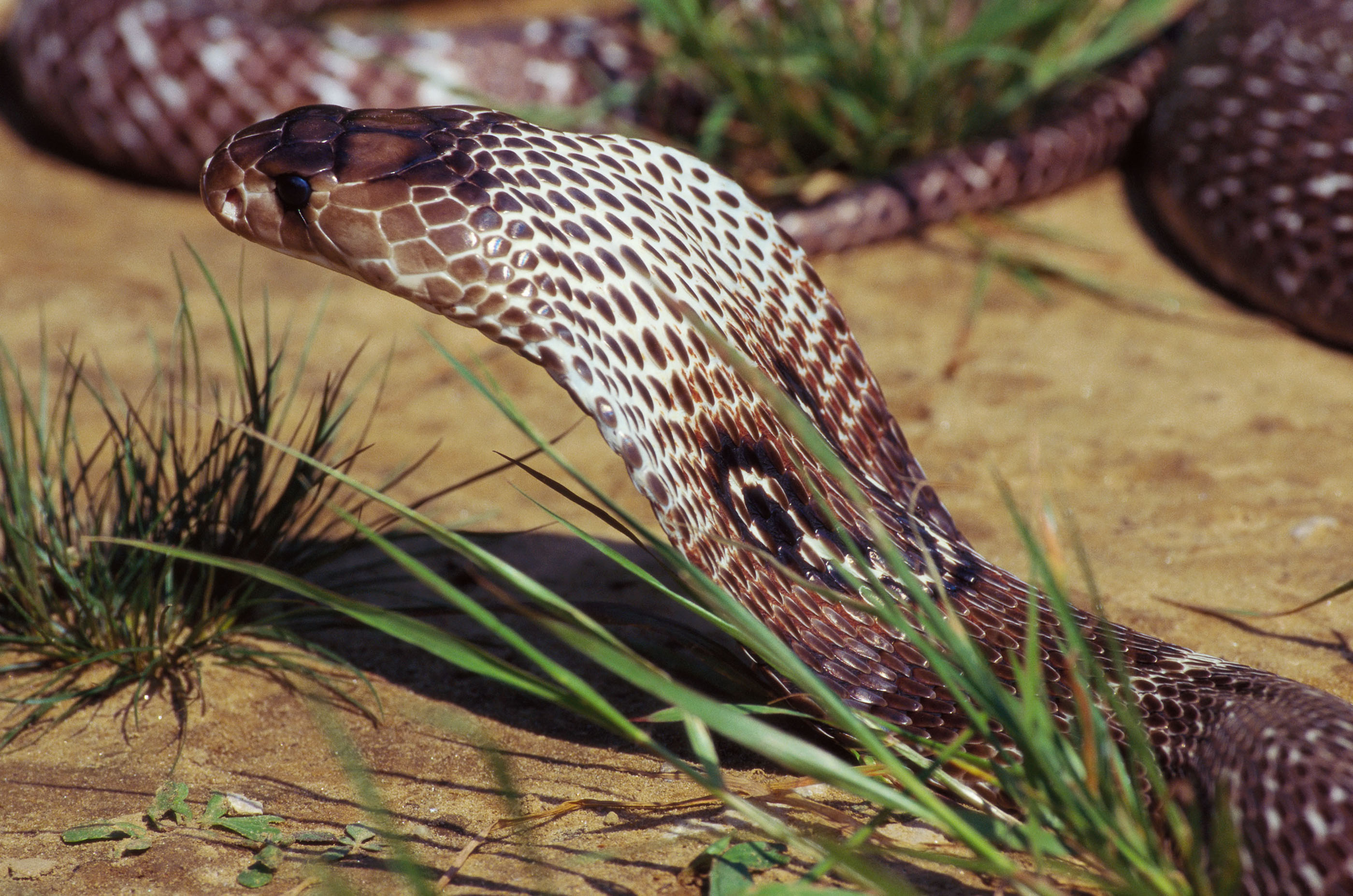 Indisk man svalde orm i vadslagning