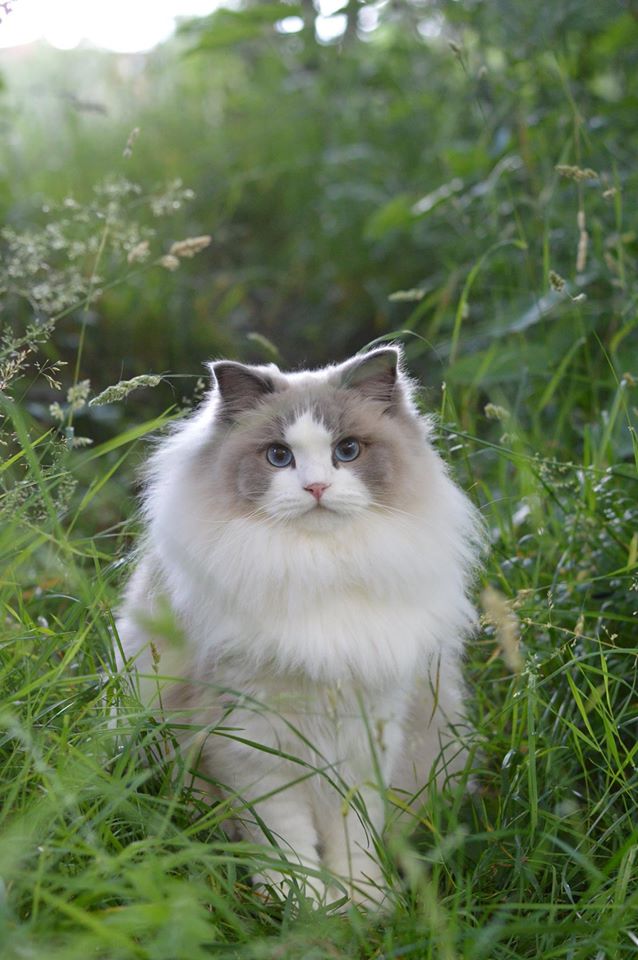 Här är Sveriges finaste katt – som gjort succé på Instagram