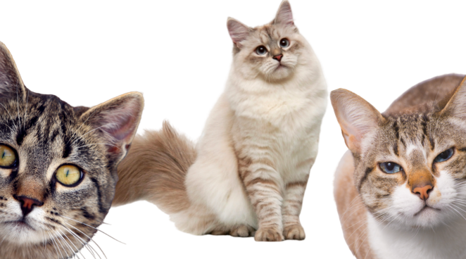 Katter kan delas in i fyra olika typer – vilken är din katt?