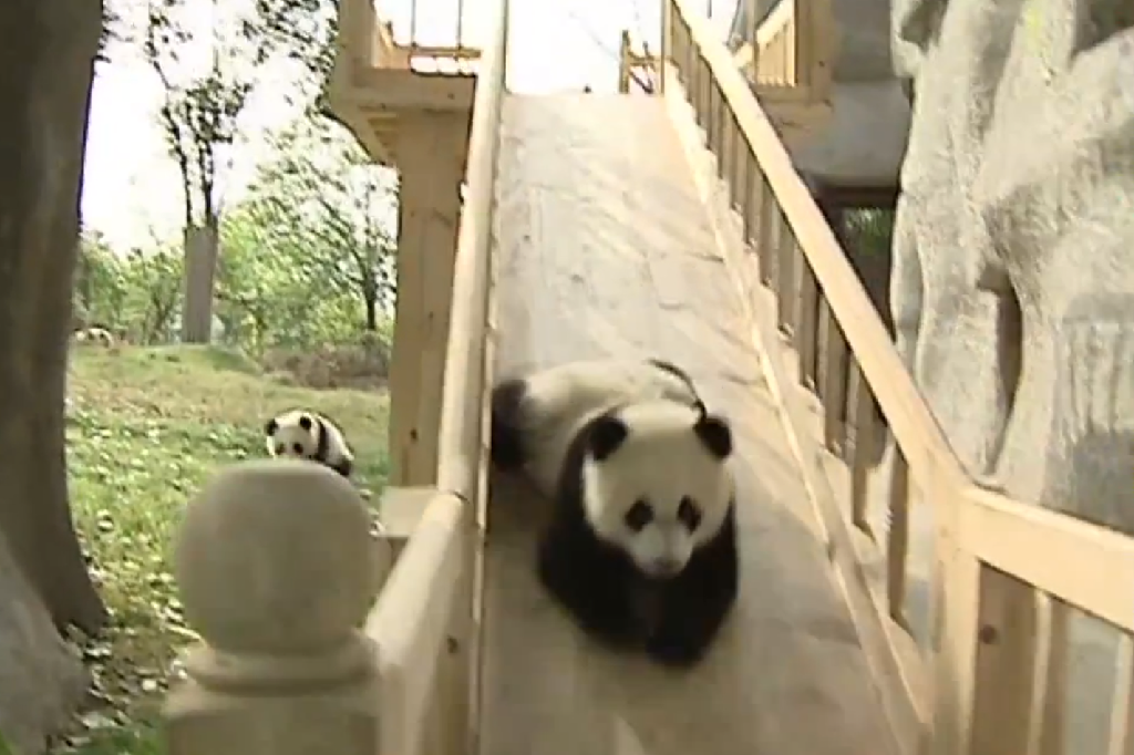 VIDEO: Världens busigaste pandaungar röjer på lekplatsen