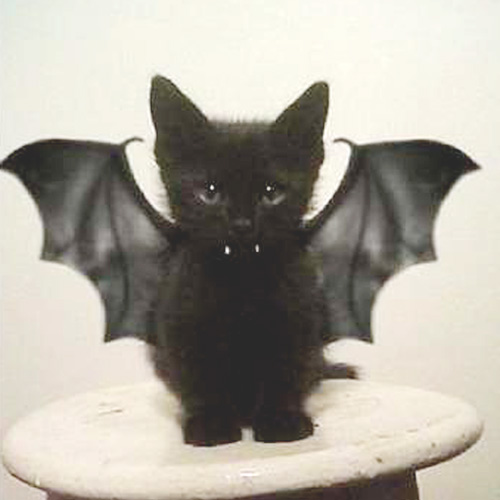 Batcat gör internetsuccé