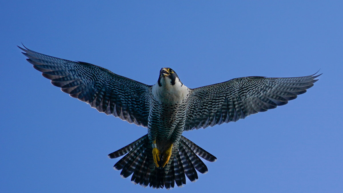 Pilgrimsfalkar drabbade av fågelinfluensa