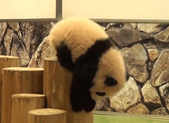 Se pandaungarna som inte kan hålla balansen