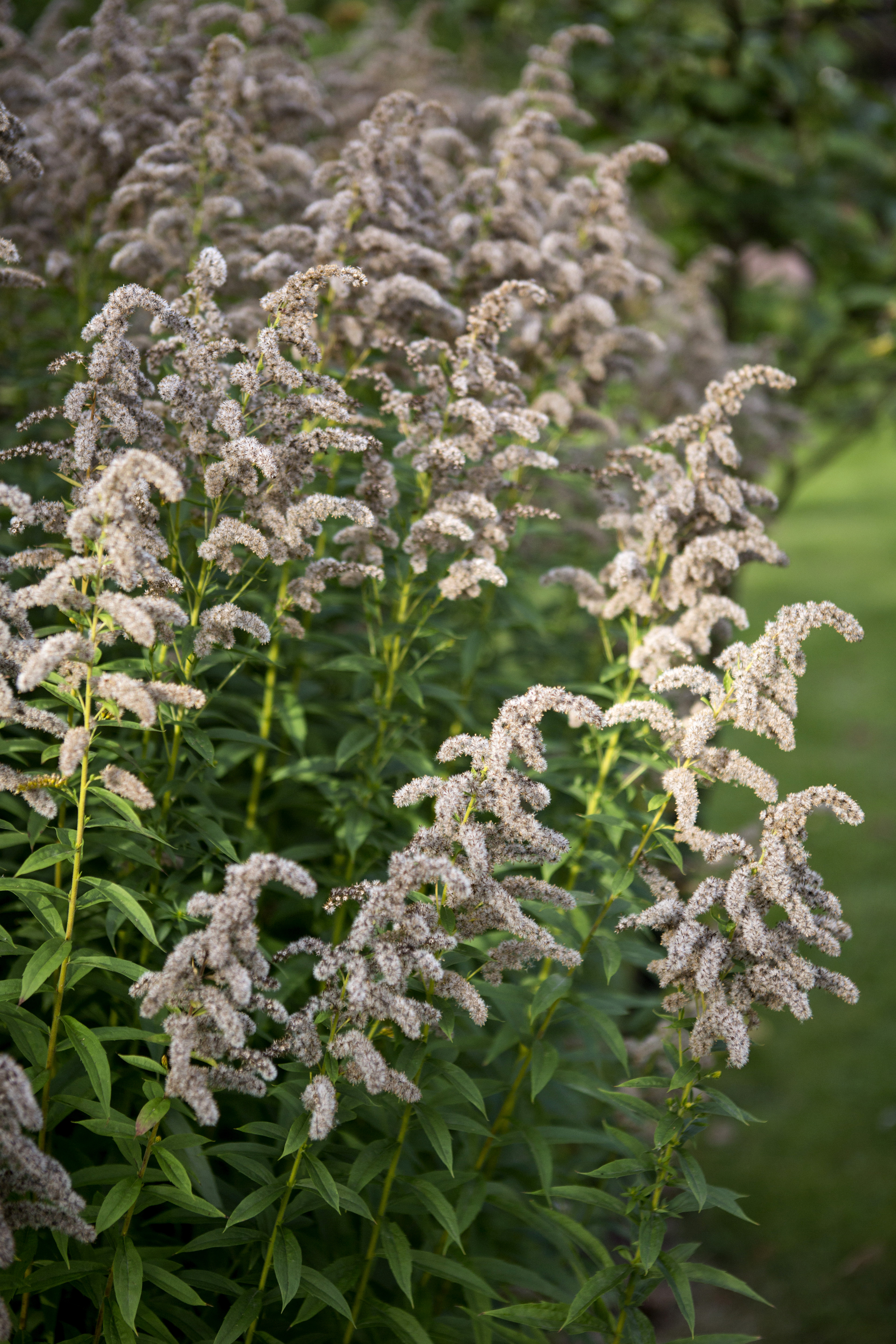 Forskning: Växter skriker för att varna varandra