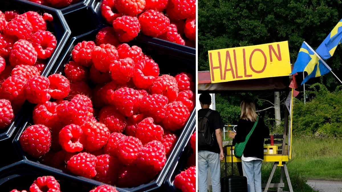 Därför ska du aldrig äta hallon utan att koka dem först