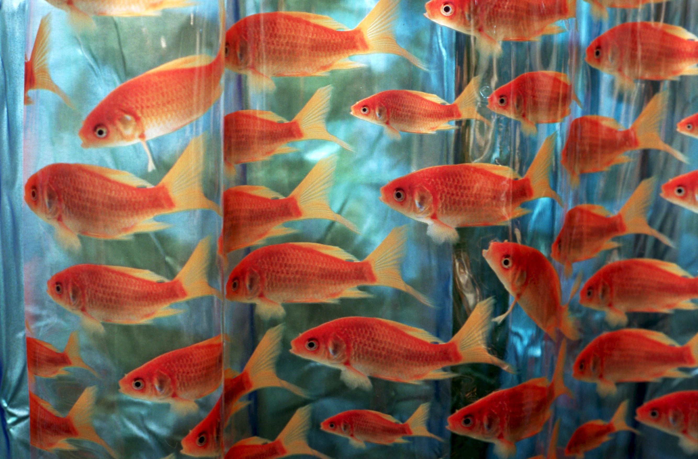 Tonårig inbrottstjuv mördade fiskvittnen