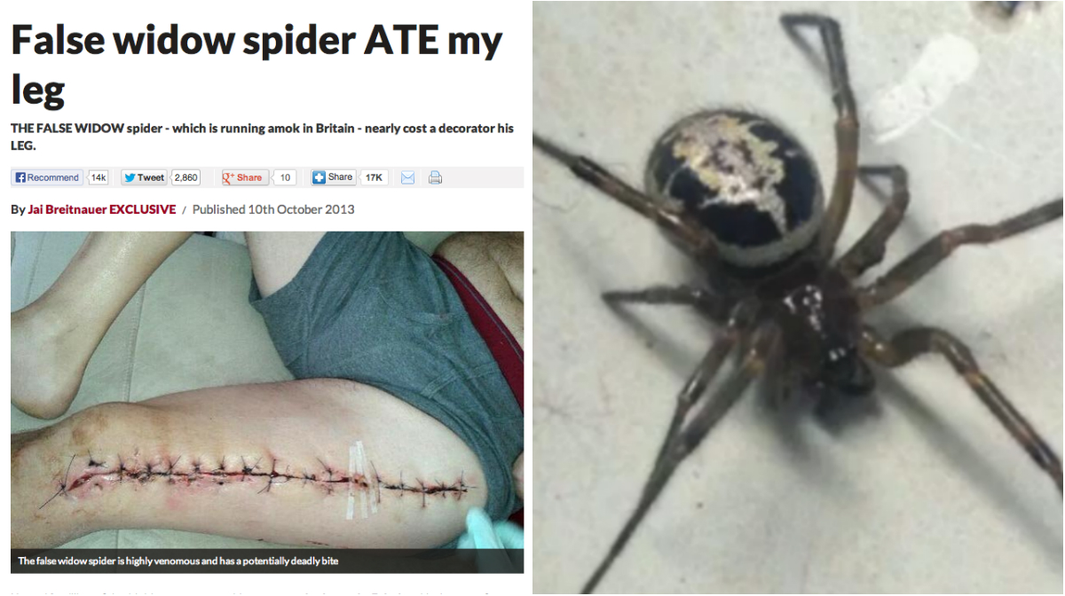 "Spindeln åt mitt ben" – giftspindelsinvasion sprider skräck i England