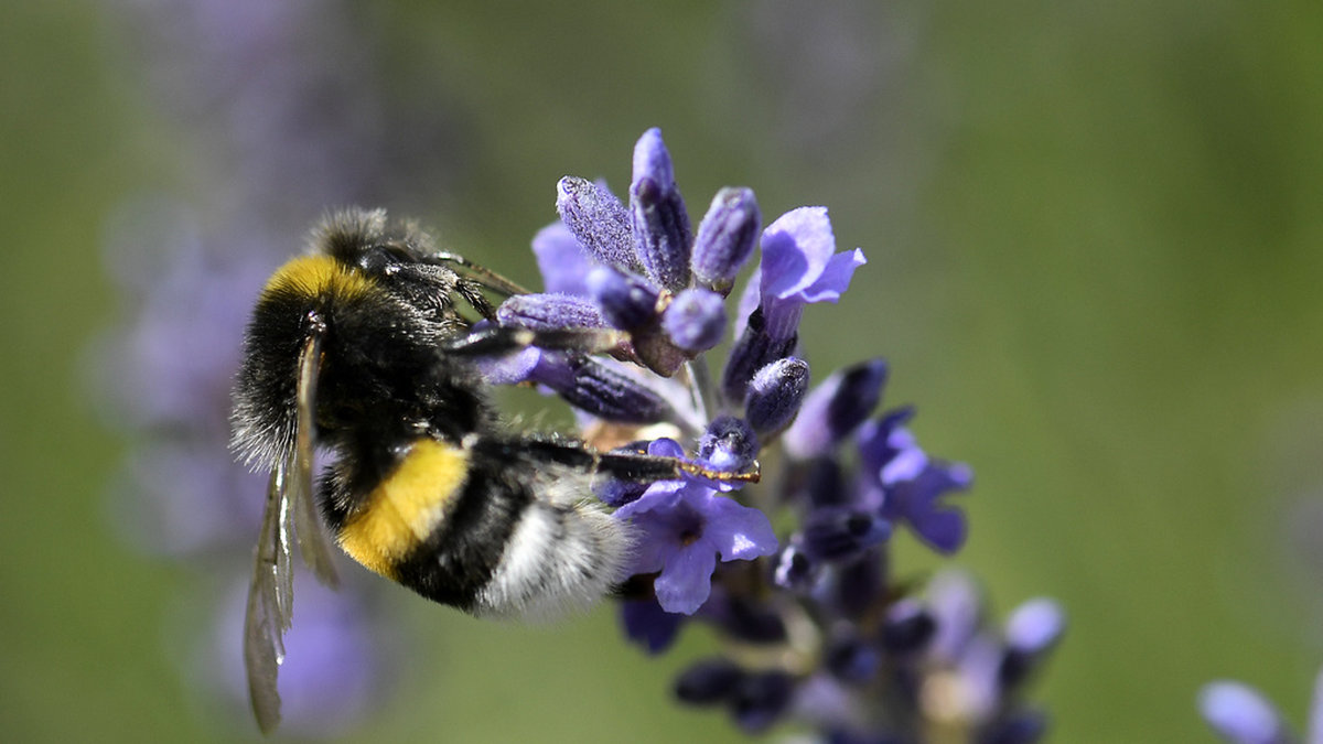 "Ingen insektsapokalyps i Sverige"