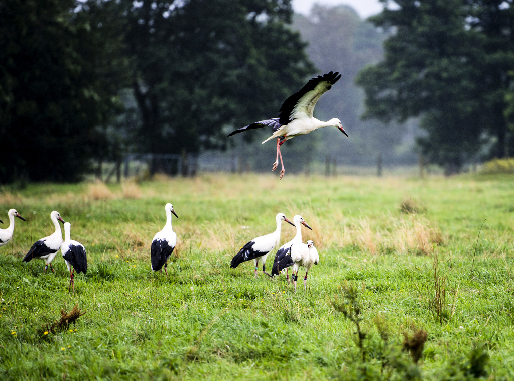 Första storkarna har nått Afrika