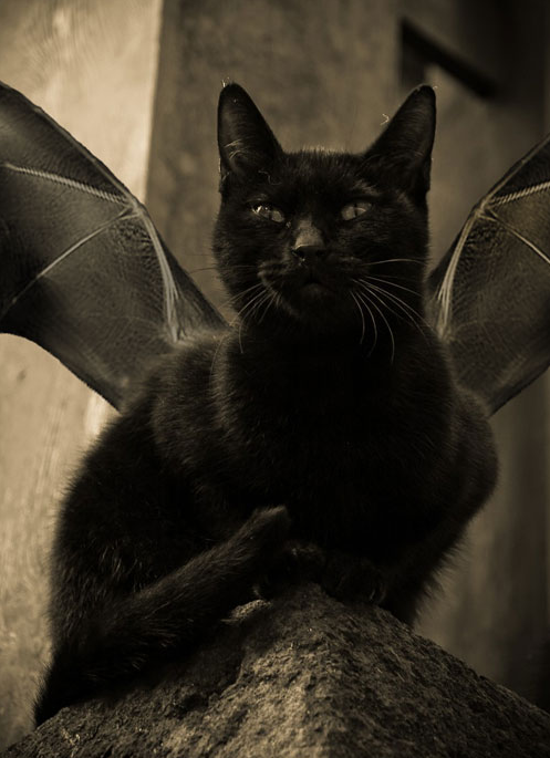 Batcat gör internetsuccé