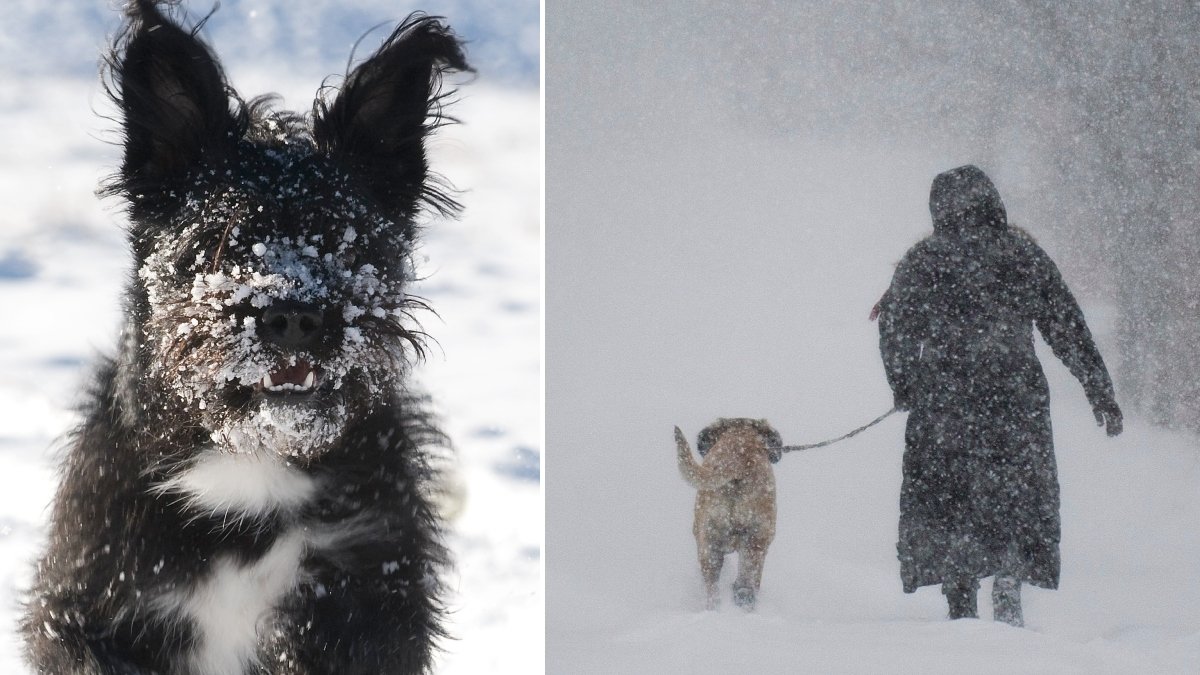 Då kan din hund drabbas köldskador på vintern