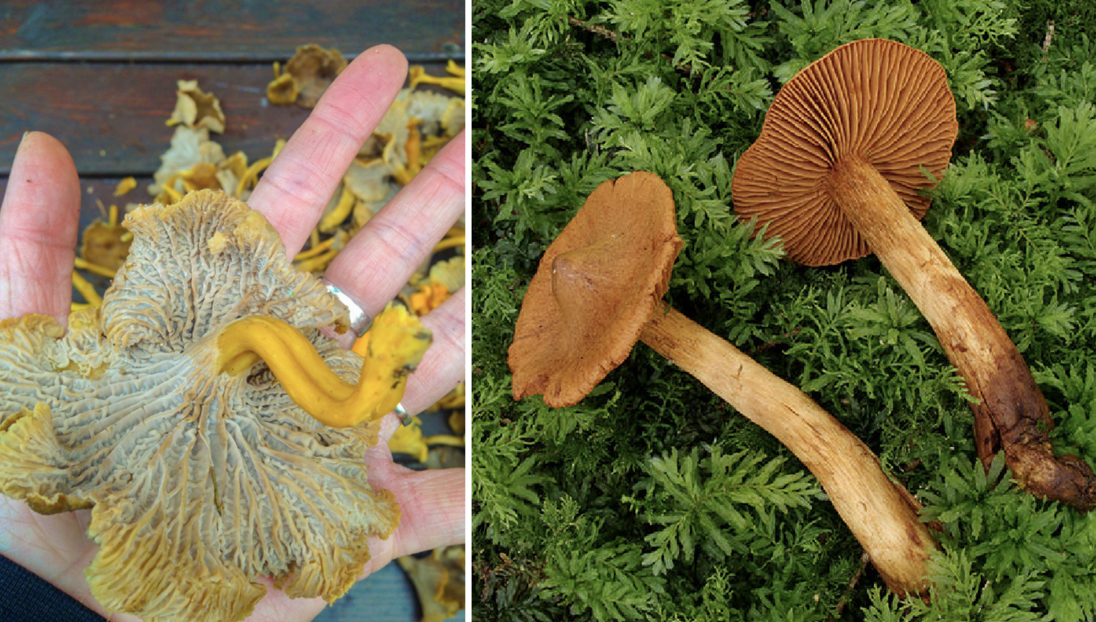 Farliga svampen förväxlas lätt med trattkantareller: "En av de giftigaste"