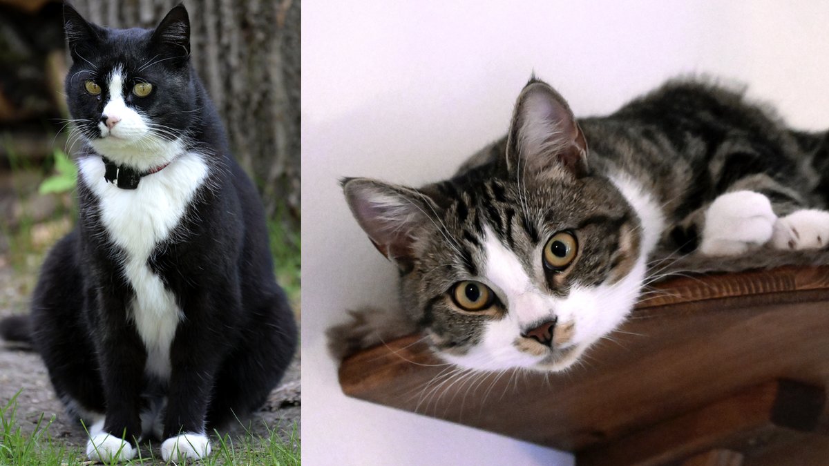 Dessa är de populäraste kattraserna