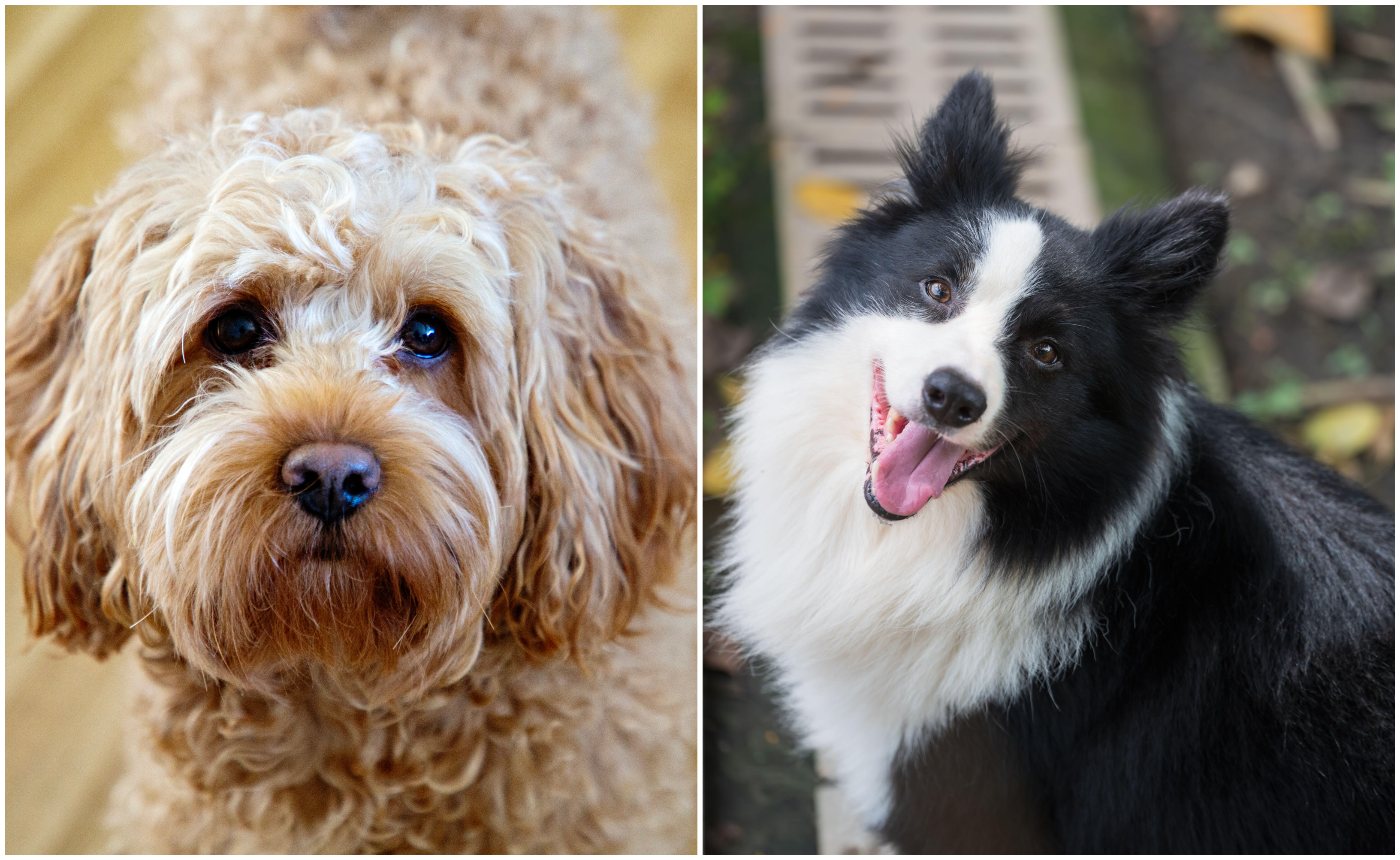 Här är de 10 hundraserna som lever längst – kan bli upp till 29 år