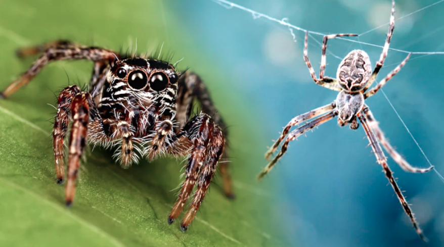 Spindlar - Nyheter, artiklar, reportage och video - Nyheter24