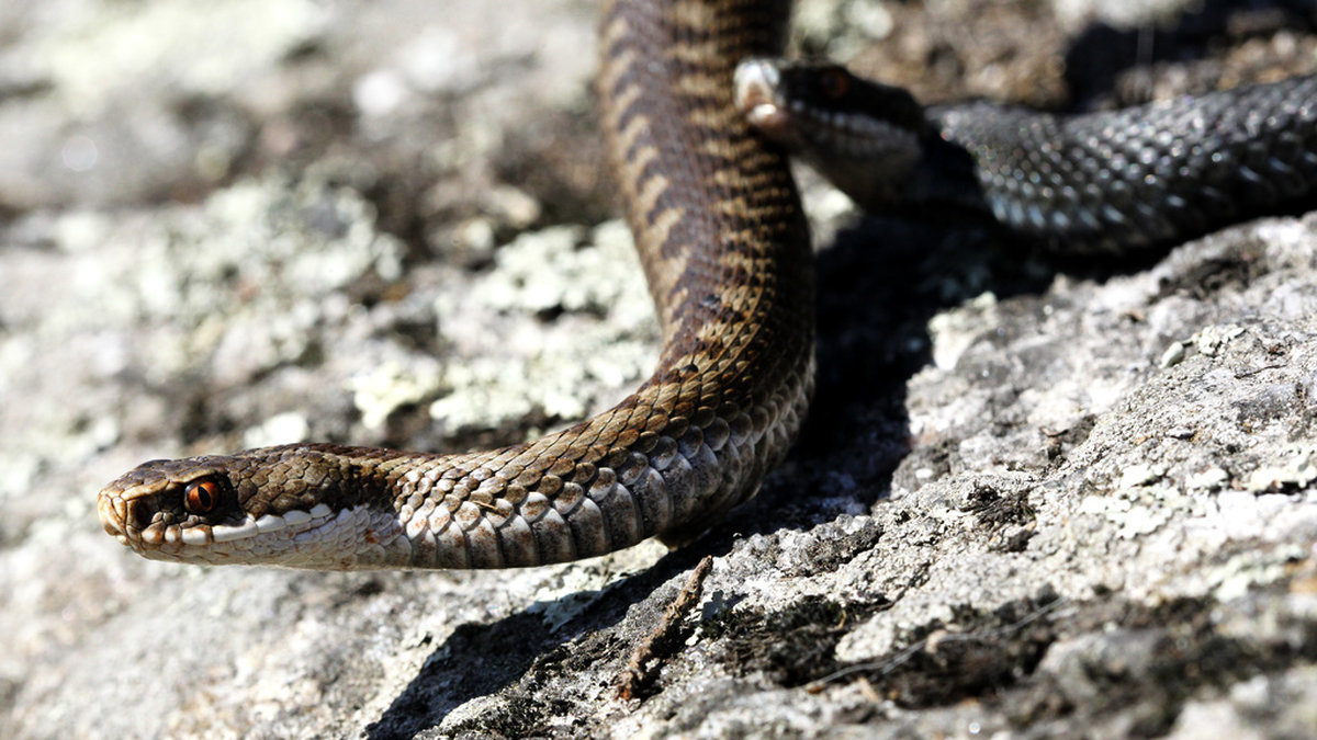Hundar i farozonen när huggormarna vaknar