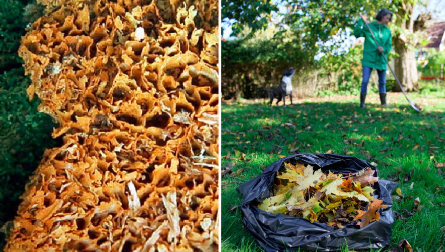 Fridlyst svamp hittad på flera platser – så larmar du om upptäckten