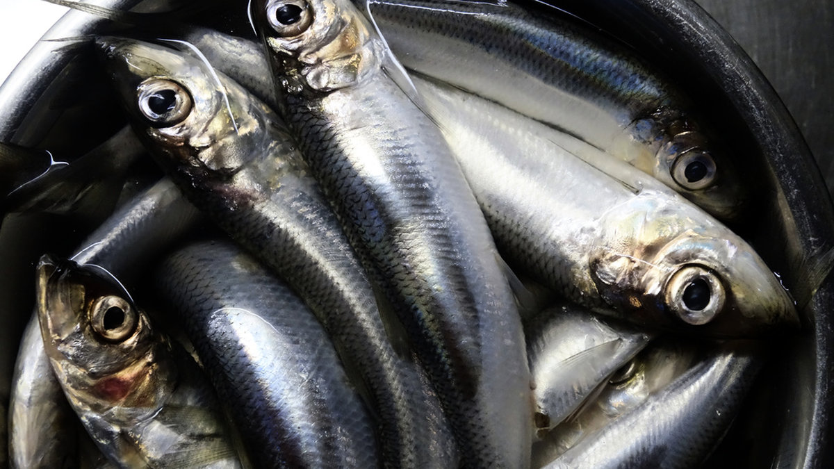 Fisket kvar för sill och strömming