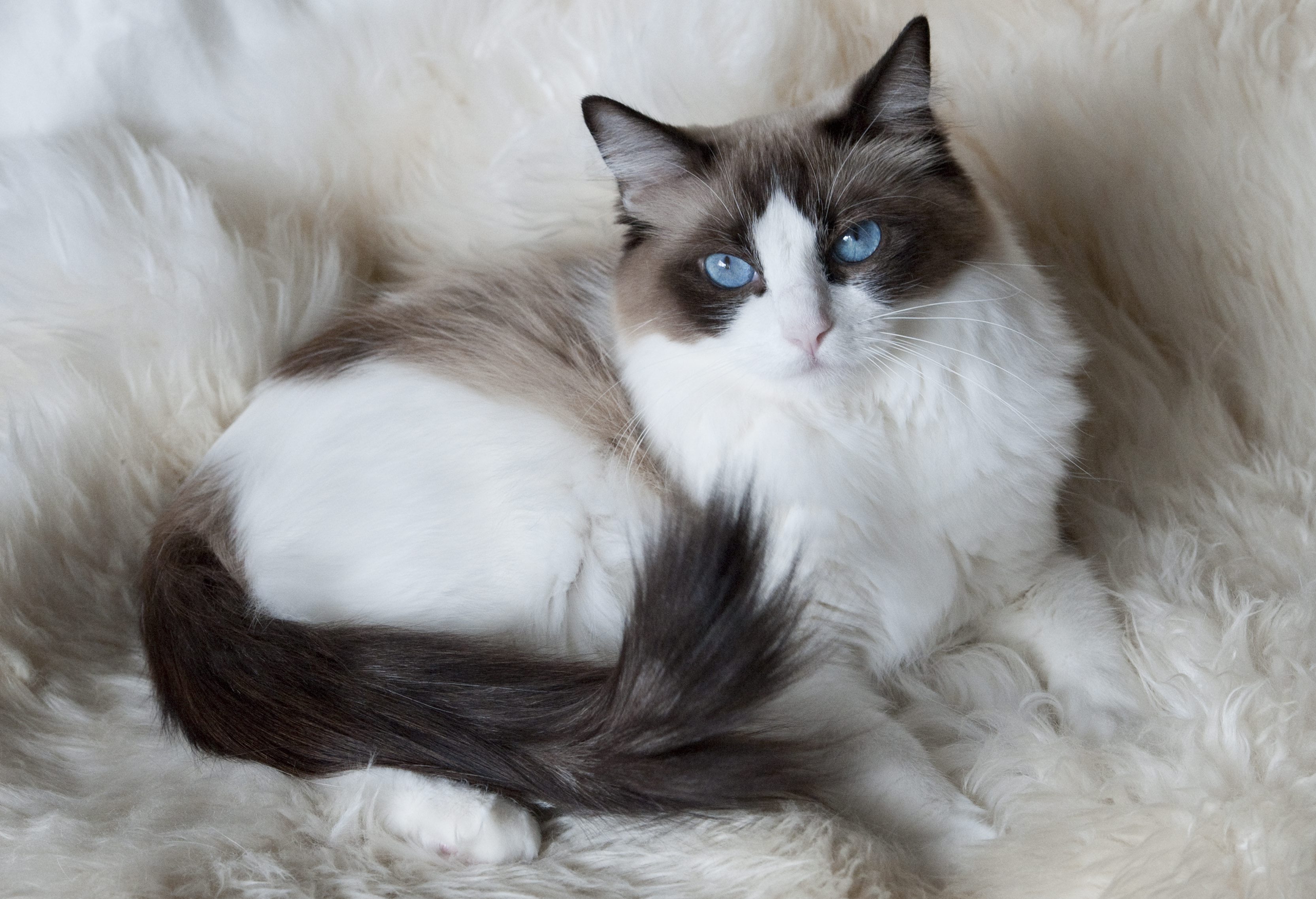 Vanligaste raskatterna i Sverige – här är listan