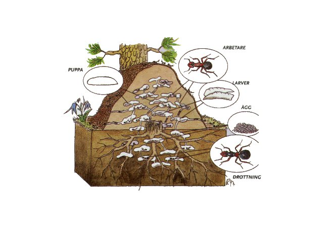 Högerextremister öppnar pub i invandrartät Stockholmsförort
