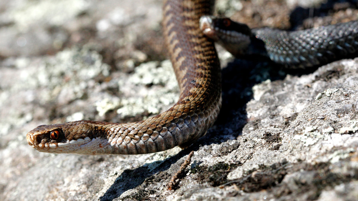 Detta måste du göra om du blir biten av en huggorm: ”De första timmarna…”