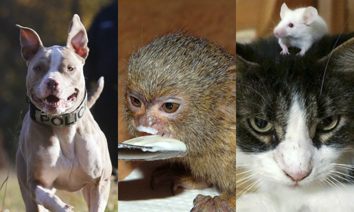 Testa dig: Vilket djur är du?