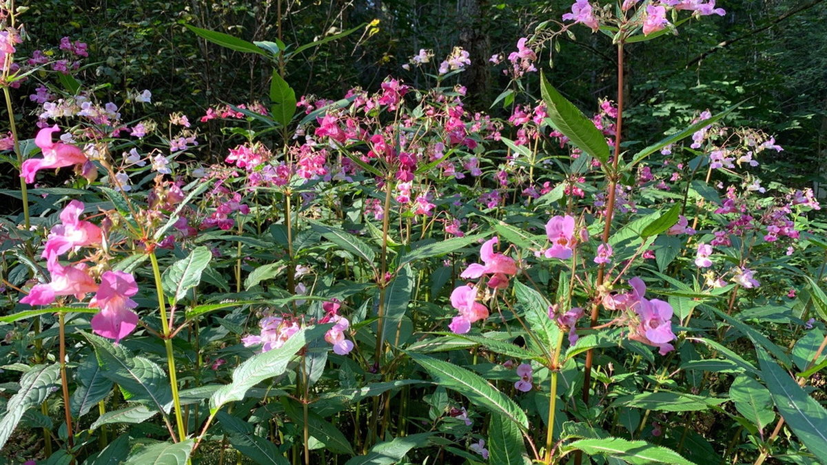 Vädjan till markägare: Ta bort invasiva växten